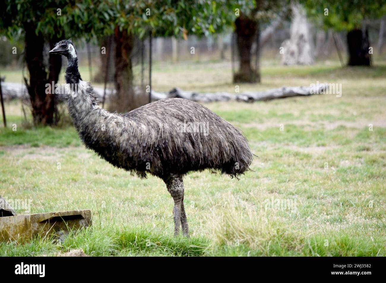 Emus are covered in primitive feathers that are dusky brown to grey ...