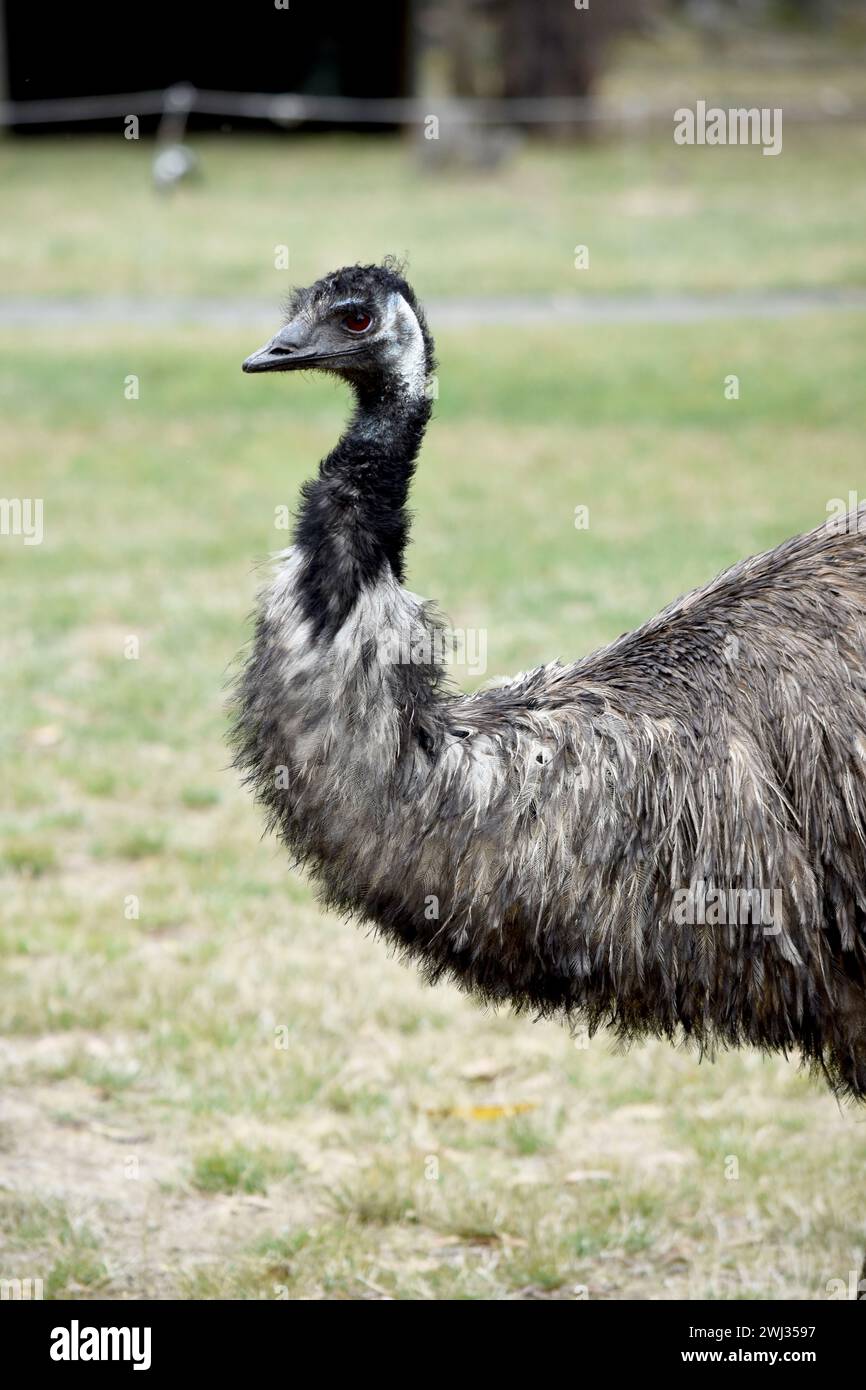 Emus are covered in primitive feathers that are dusky brown to grey ...