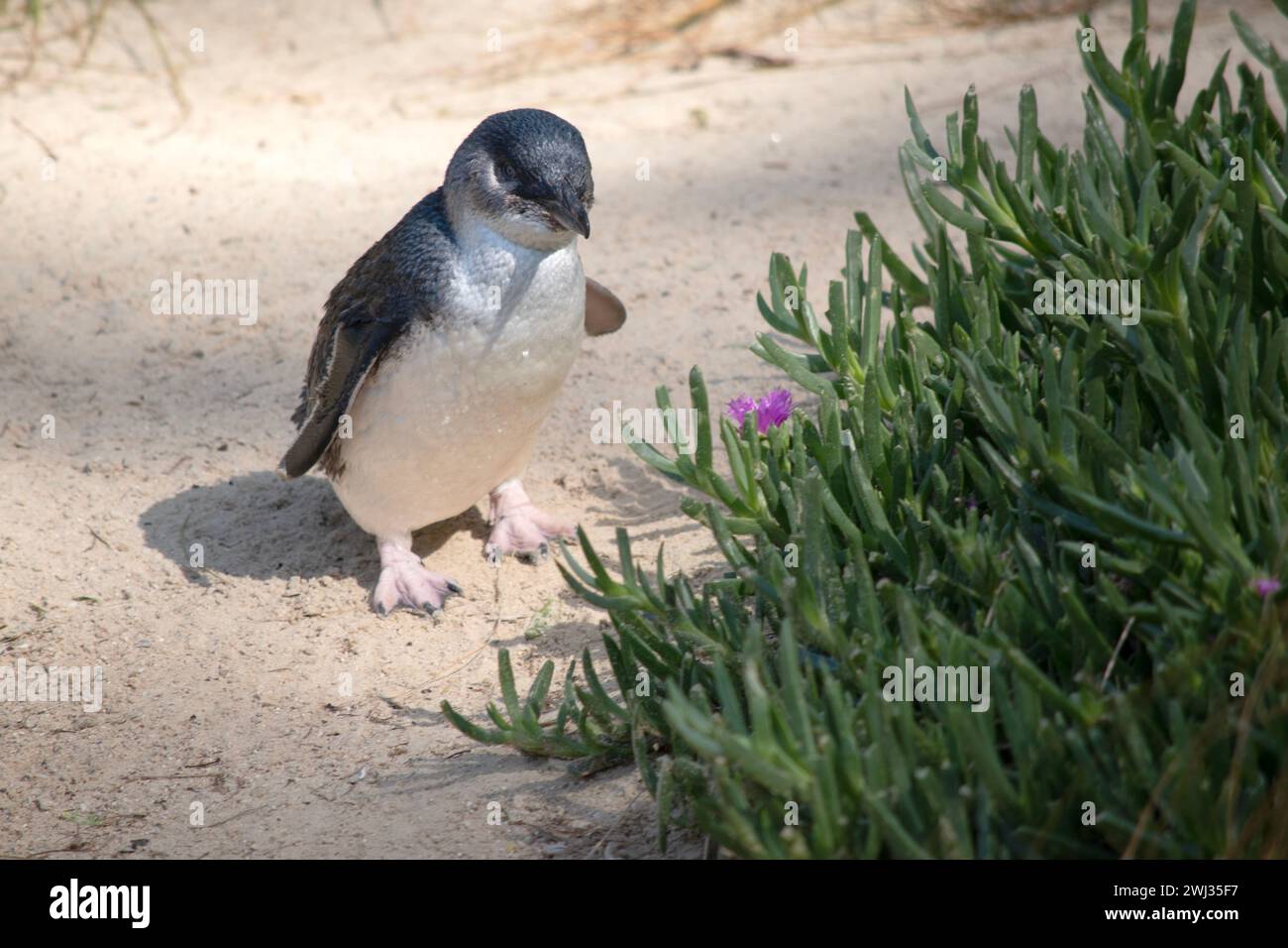 Penguins have a large head, short neck, and elongated body. Their tails ...