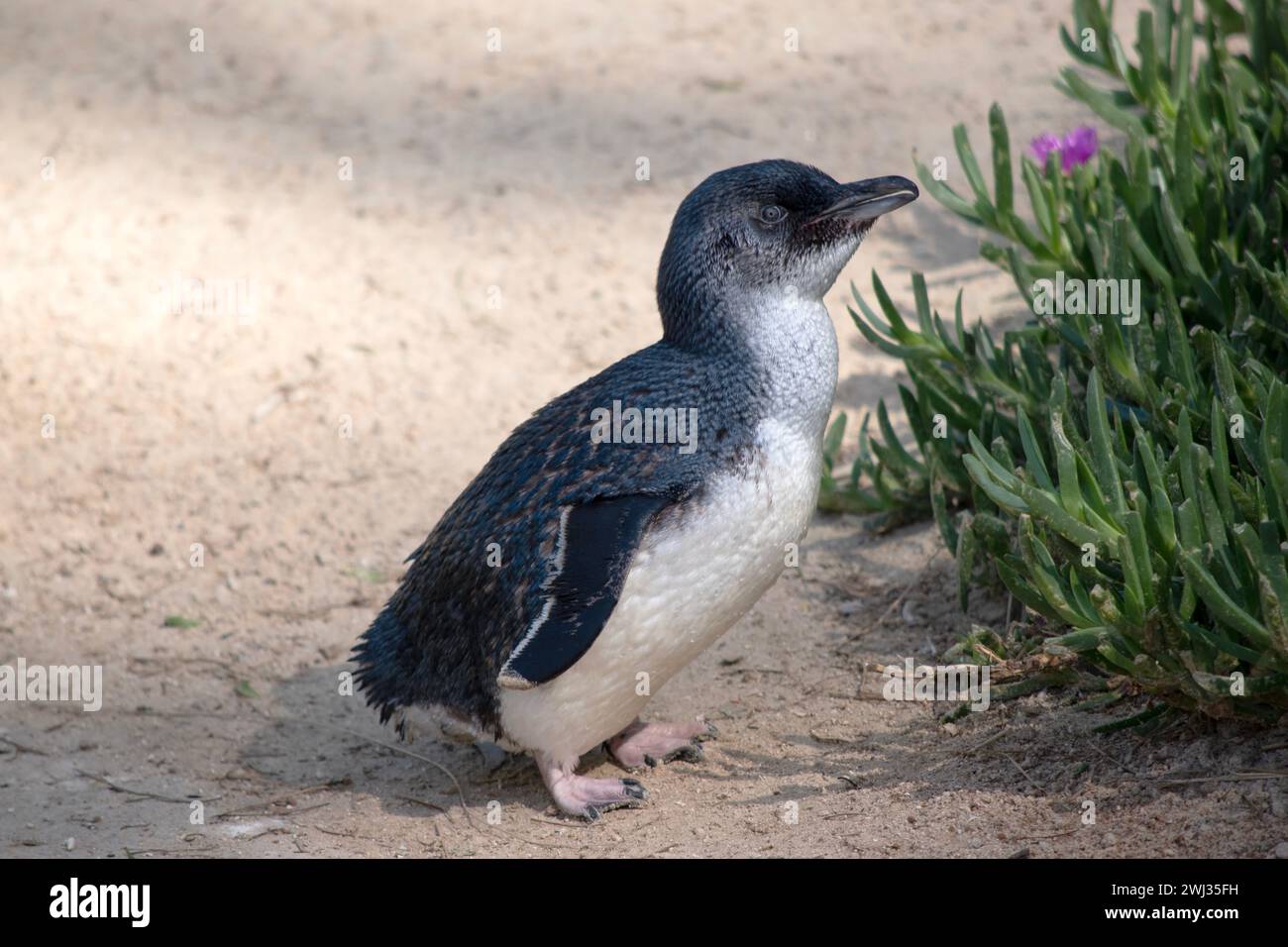 Penguins have a large head, short neck, and elongated body. Their tails ...