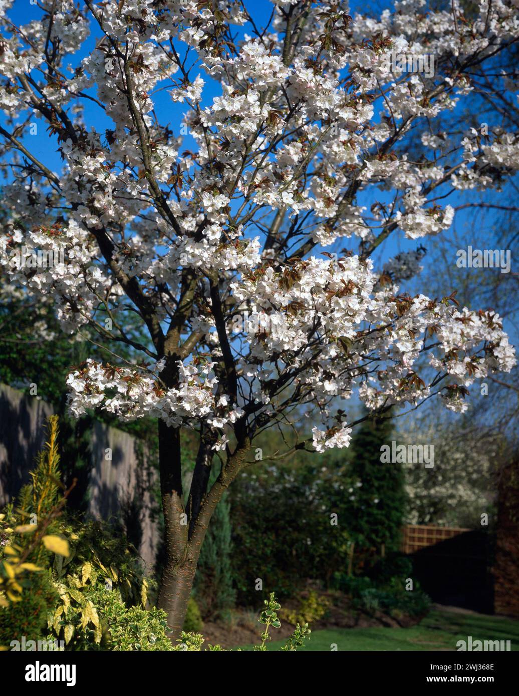 Prunus serrulata 'Tai Haku' (Great White Cherry) tree with white ...