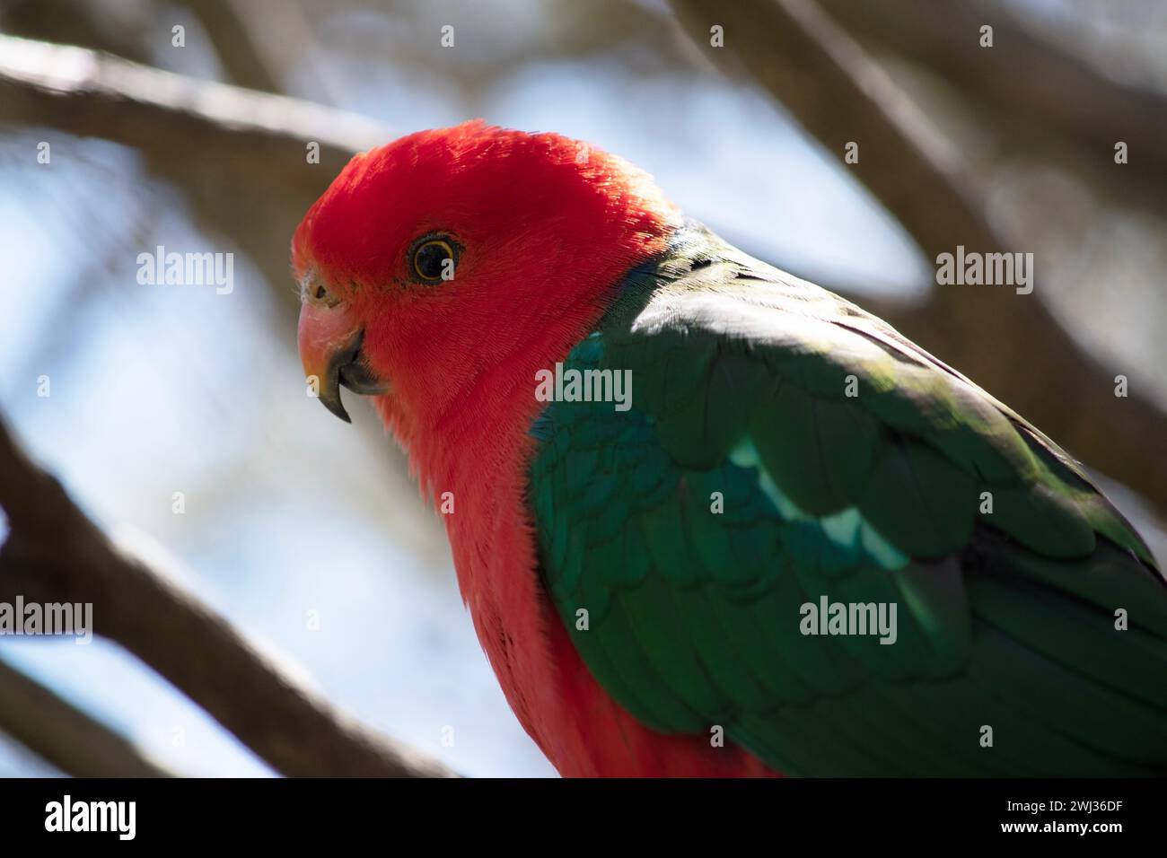 The Australian king parrot has a red belly and a green back, with green ...