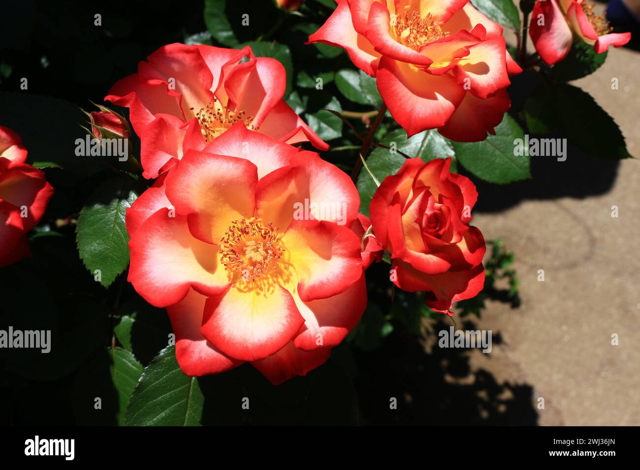 A spring garden where roses bloom with a beautiful gradation of red and ...