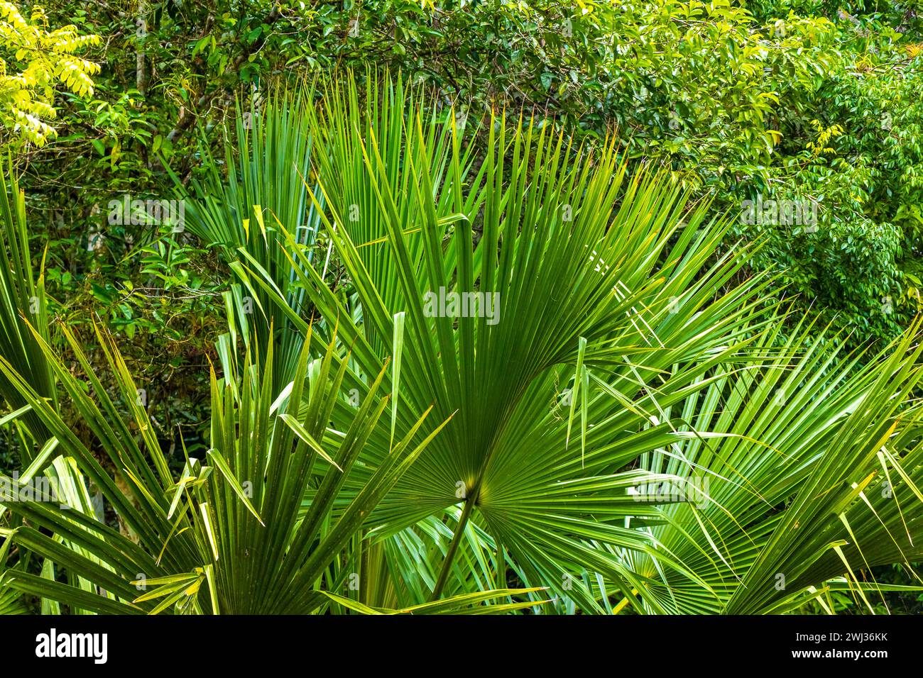 Beautiful tropical chit palm tree in the jungle in Coba Municipality ...