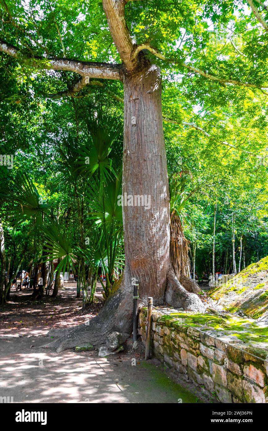 Huge tall old Ceiba tree in Coba Maya Ruins the ancient buildings and ...
