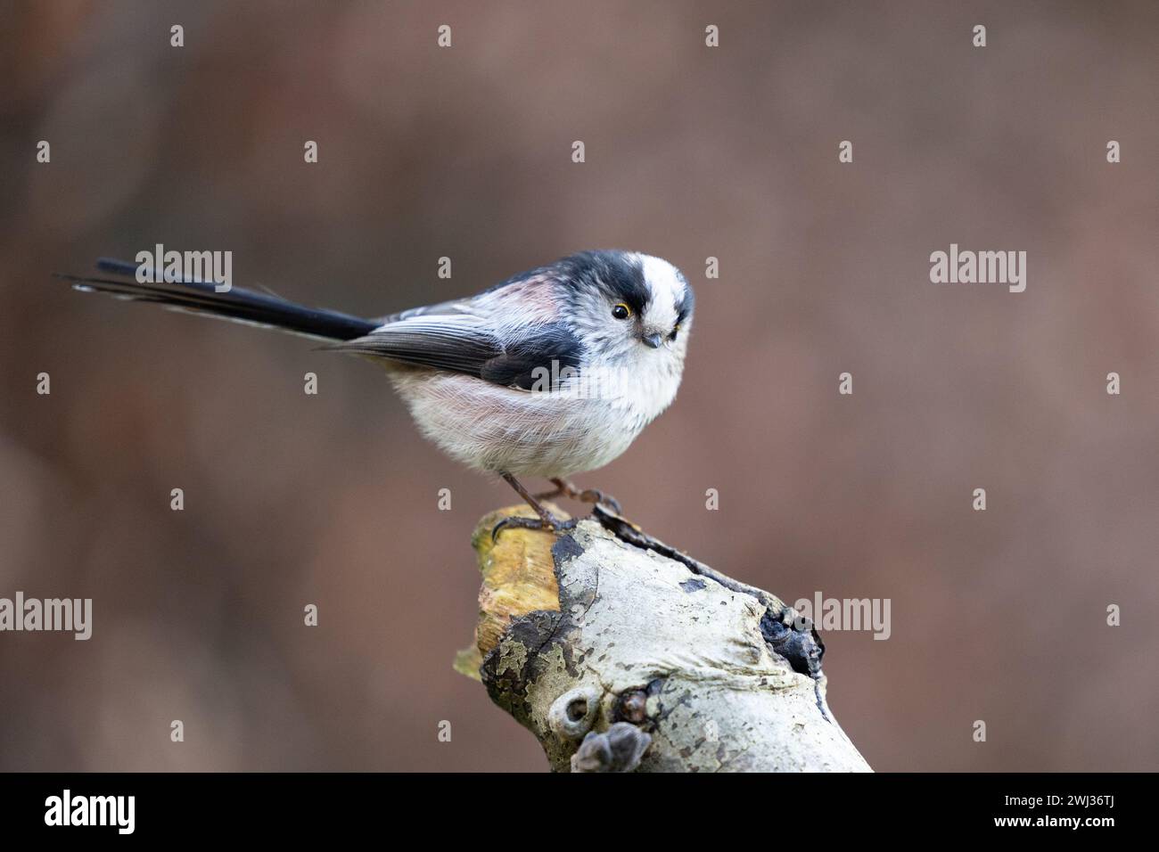 Long Tailed Tit (Aegithalos caudatus) perched on a thick branch in a ...
