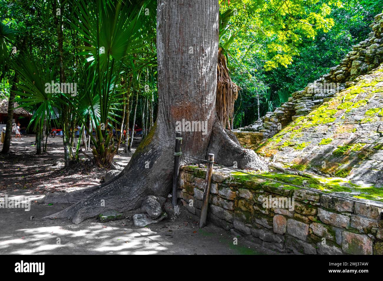 Huge tall old Ceiba tree in Coba Maya Ruins the ancient buildings and ...