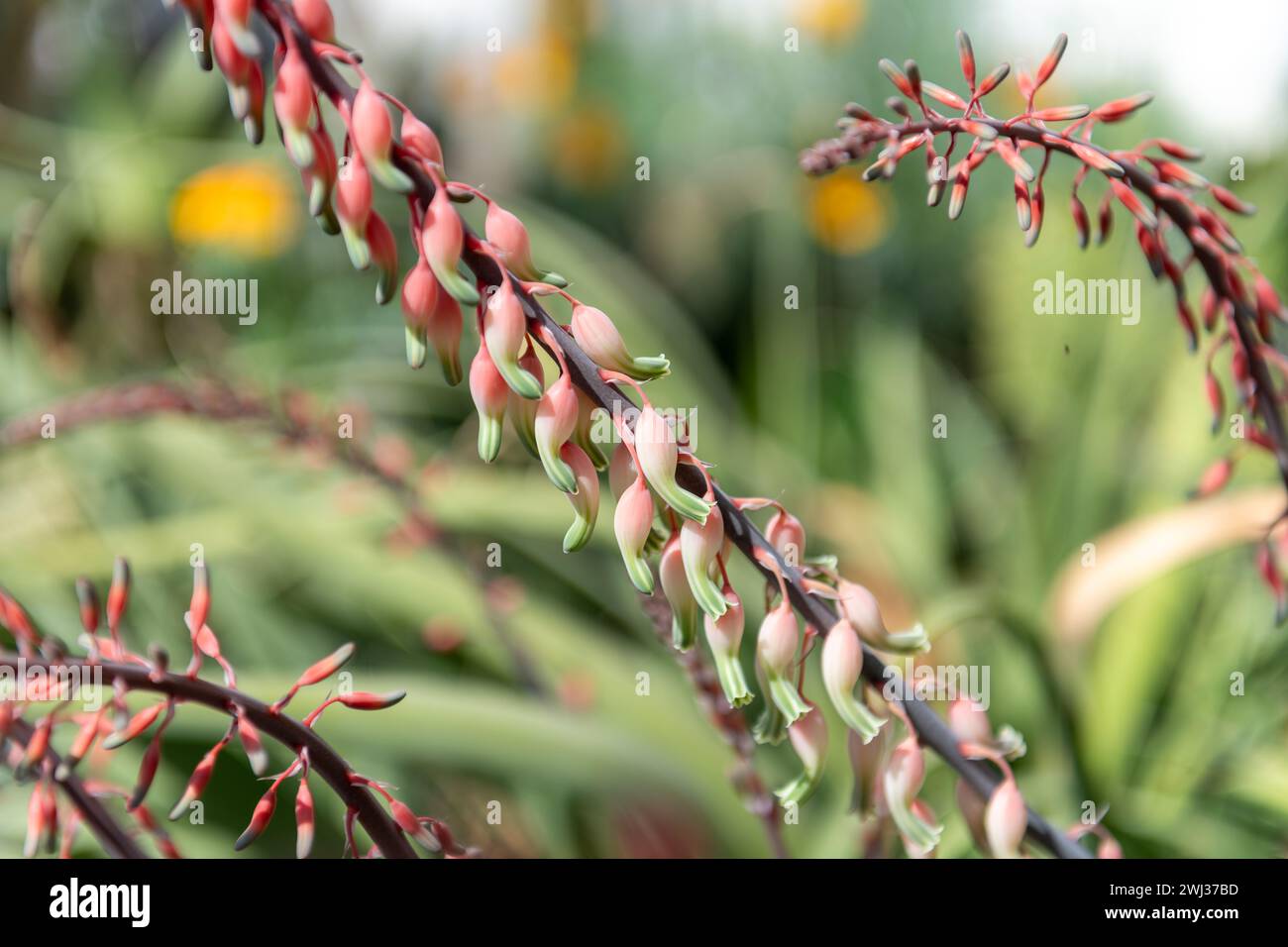Gasteria acinacifolia hi-res stock photography and images - Alamy