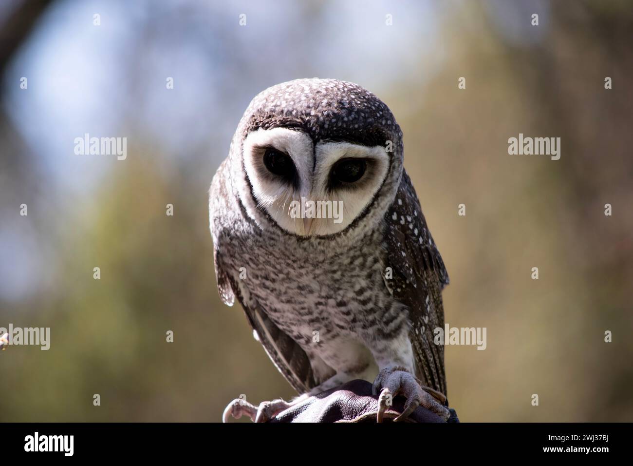 The lesser sooty owl is a dark sooty-grey in color, with large eyes in ...