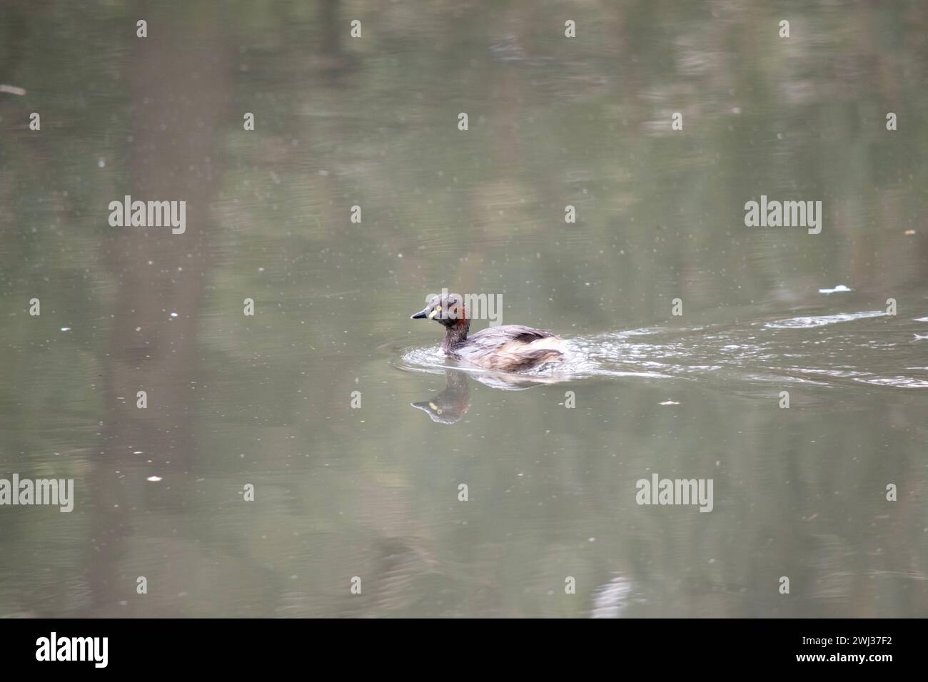 the little grebe is predominantly dark above with its rich, rufous ...