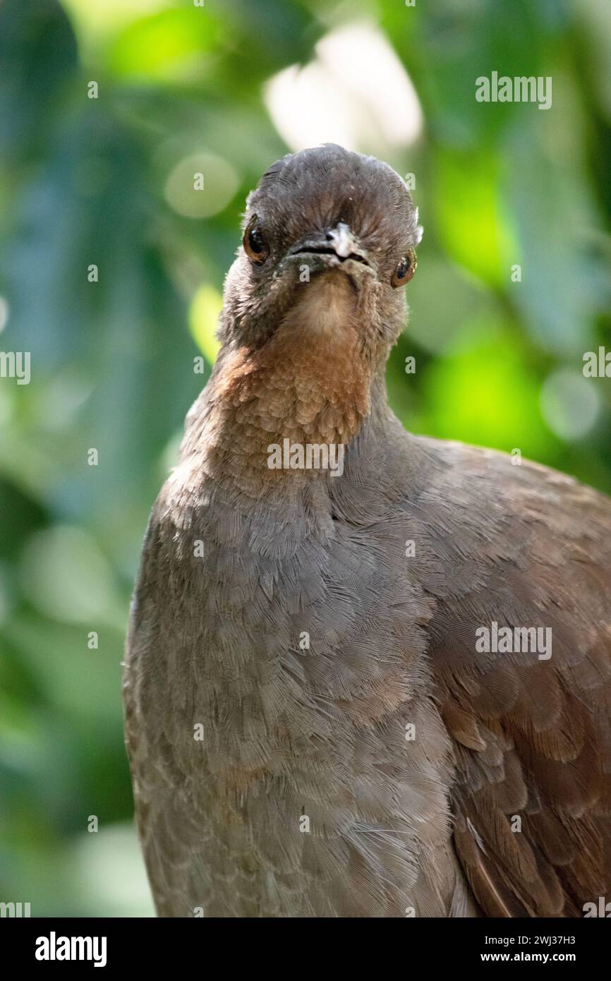 the lyre bird male has an ornate tail, with special curved feathers ...