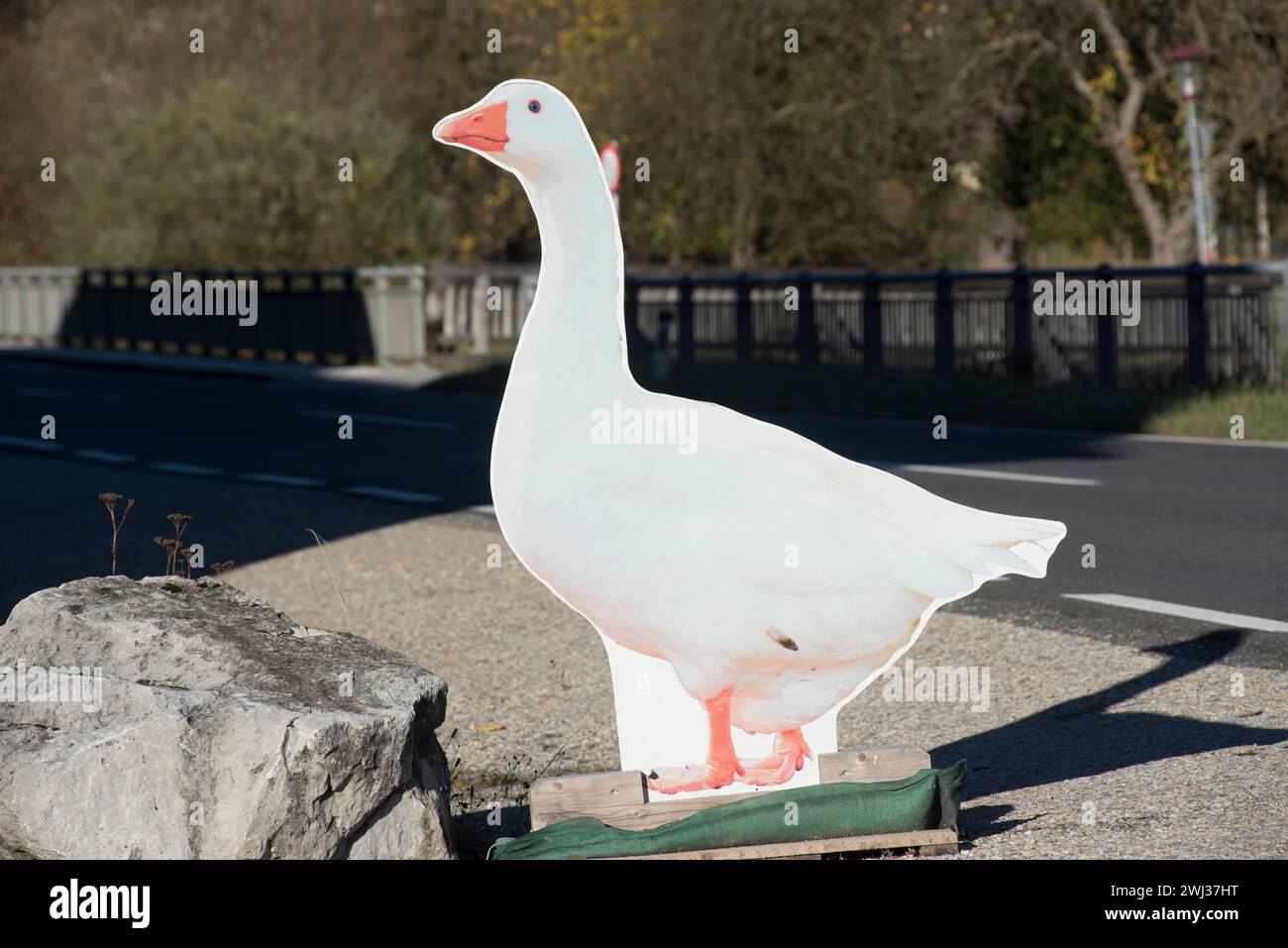 Duck bird living mostly in the water Stock Photo - Alamy
