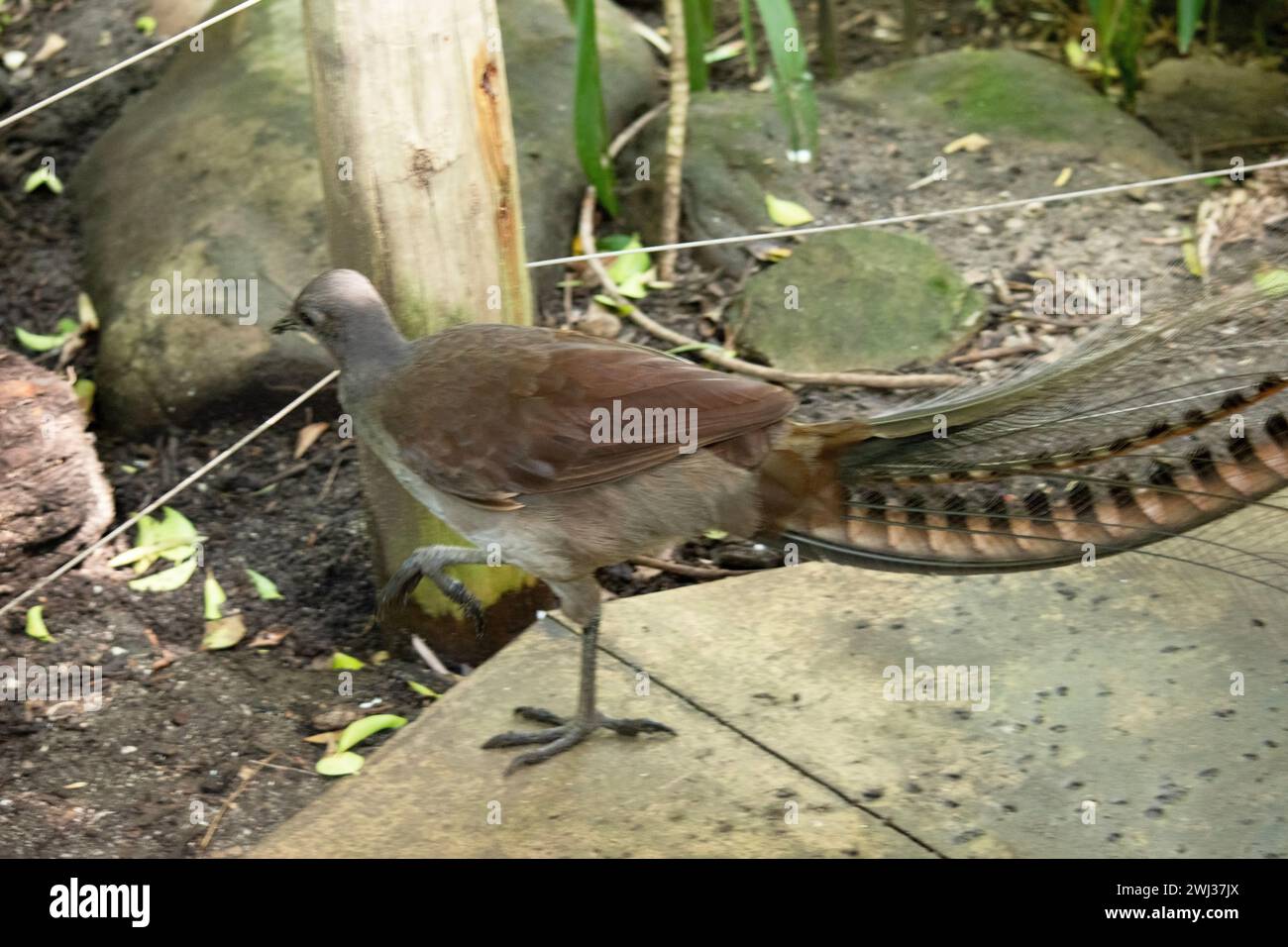 the lyre bird male has an ornate tail, with special curved feathers ...