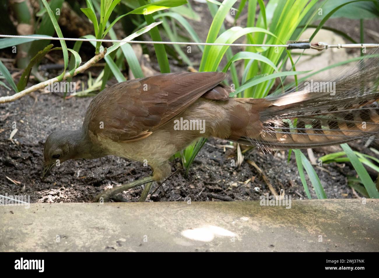 the lyre bird male has an ornate tail, with special curved feathers ...