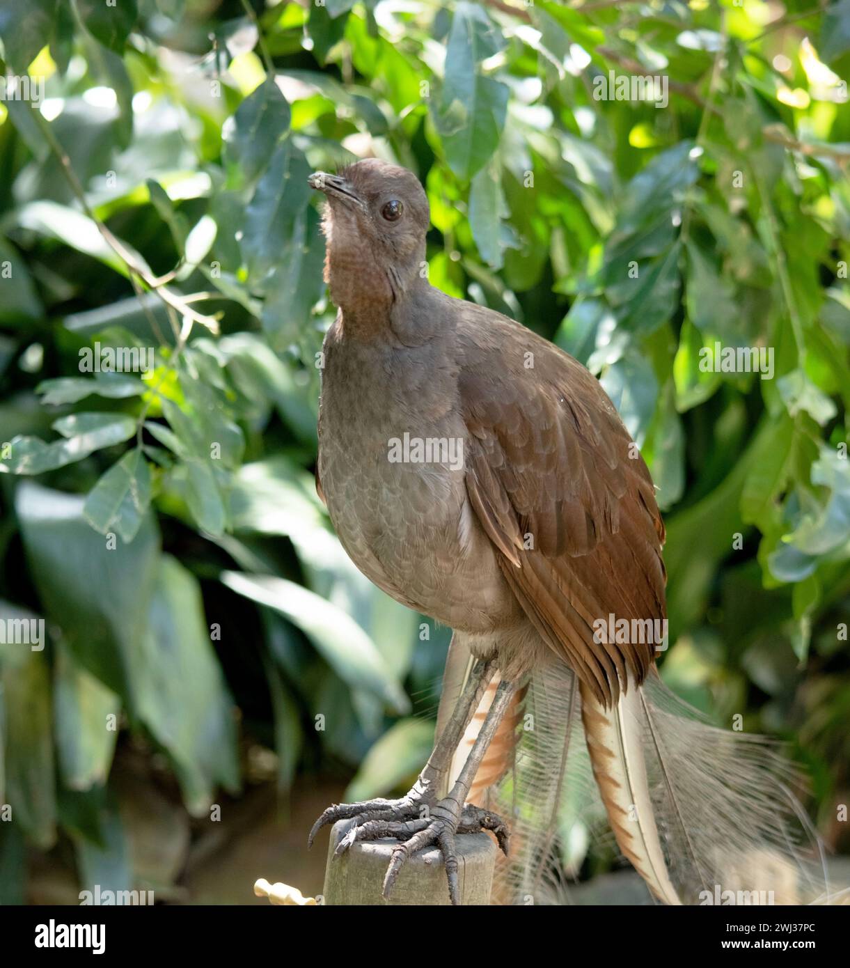 the lyre bird male has an ornate tail, with special curved feathers ...