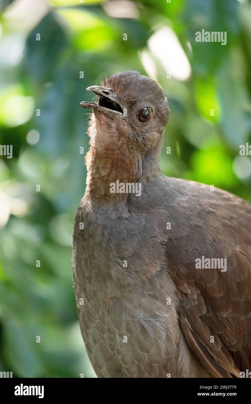 the lyre bird male has an ornate tail, with special curved feathers ...