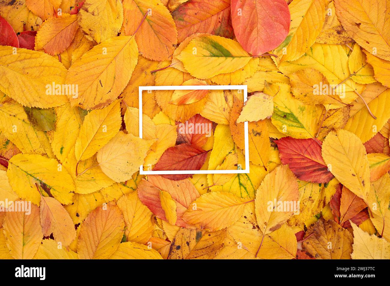 Thin hollow horizontal rectangular frame covered with leaves around the ...