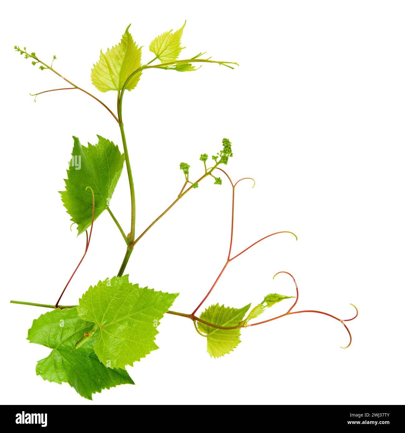 Grapevine with bright green leaves isolated on white background. There ...