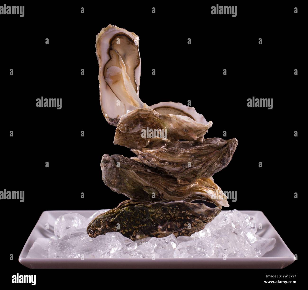 Closed oyster on black hi-res stock photography and images - Alamy