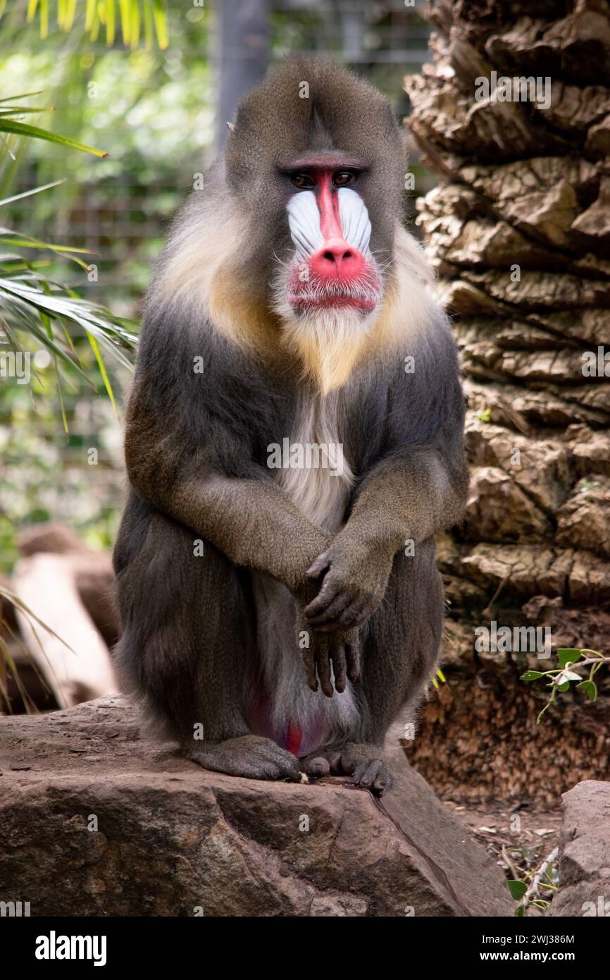 the mandrill has thick ridges along the nose that are purple and blue ...