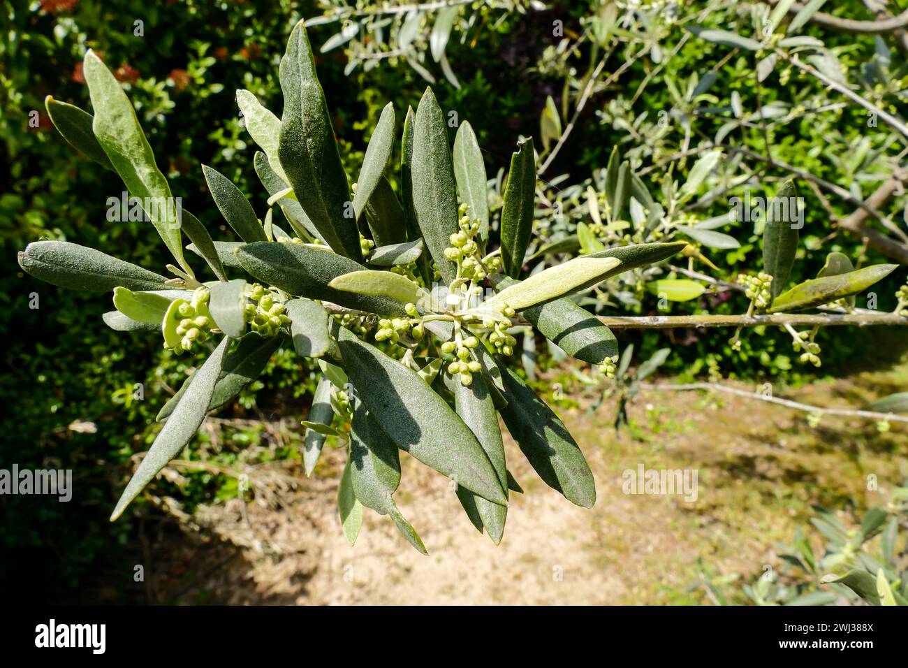 Olive green leaf pattern hi-res stock photography and images - Alamy