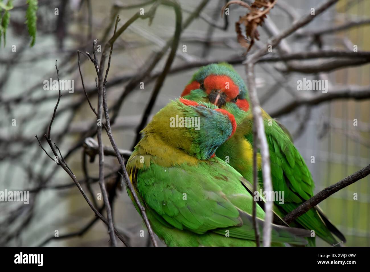 The musk lorikeet is mainly green and it is identified by its red ...