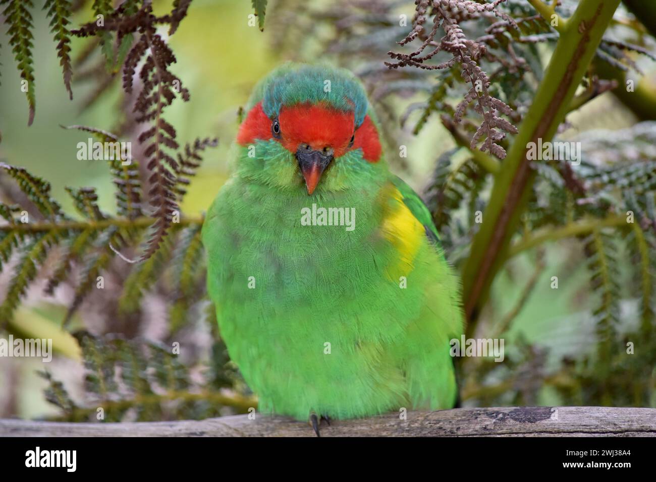 Red yellow parakeet hi-res stock photography and images - Alamy