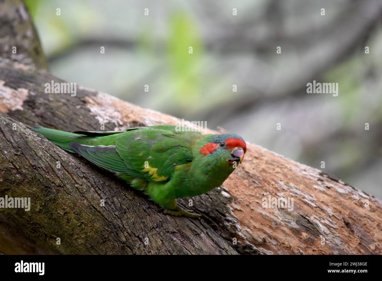 The musk lorikeet is mainly green and it is identified by its red ...