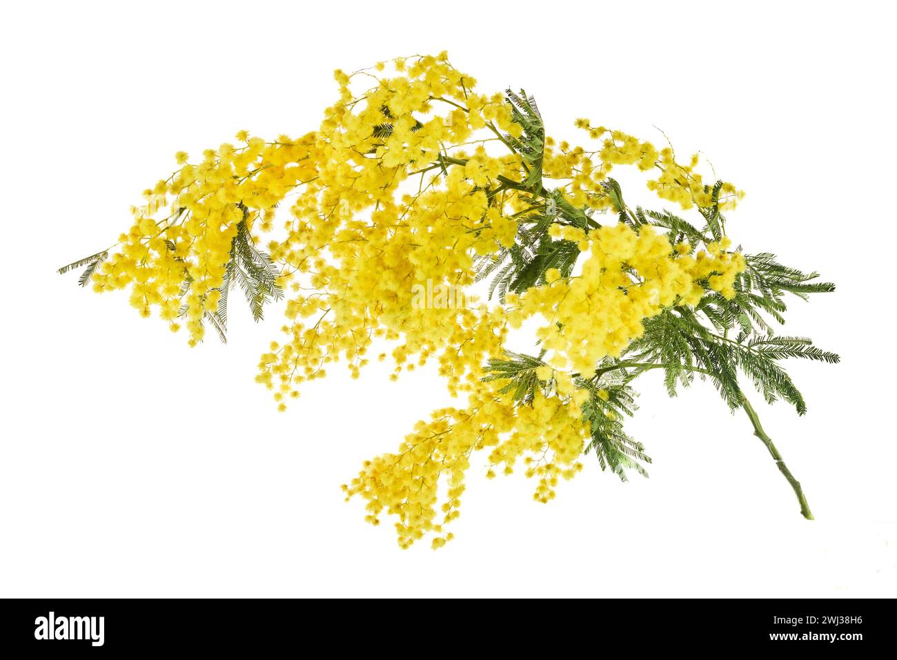 Mimosa flowers isolated on white backgrounds Stock Photo - Alamy