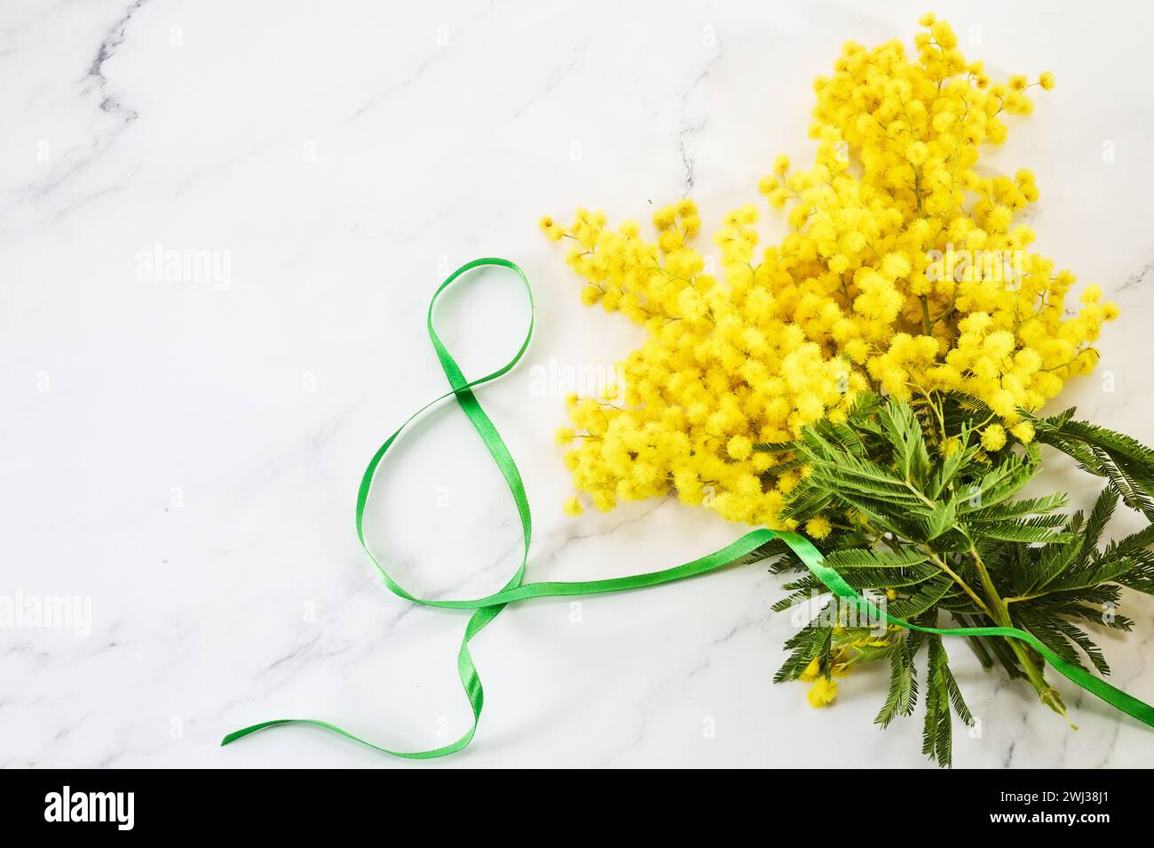 Greeting for International Women's Day on March 8th. Branches of mimosa ...