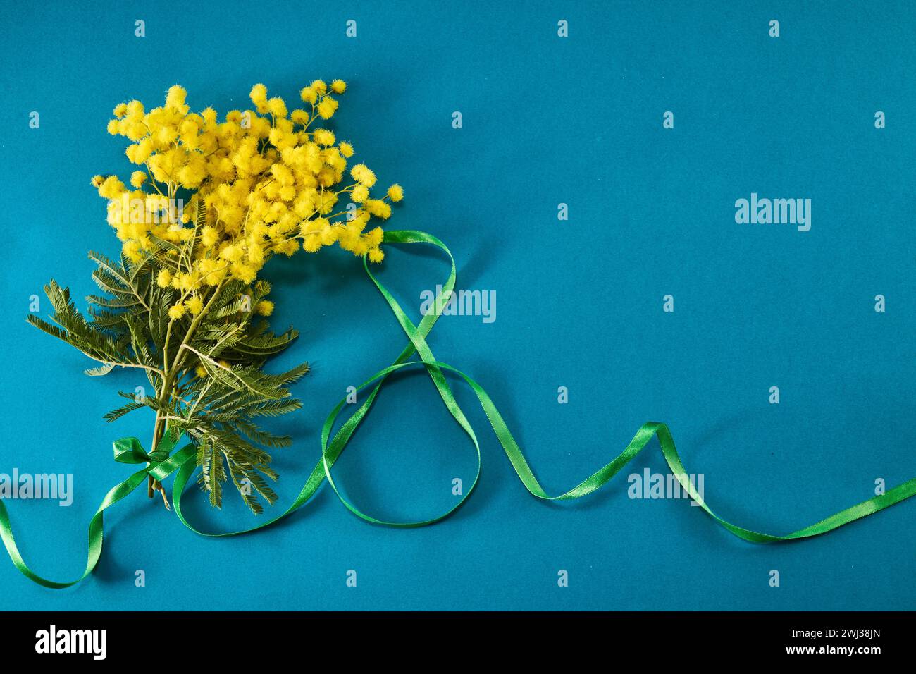 Greeting for International Women's Day on March 8th. Branches of mimosa ...