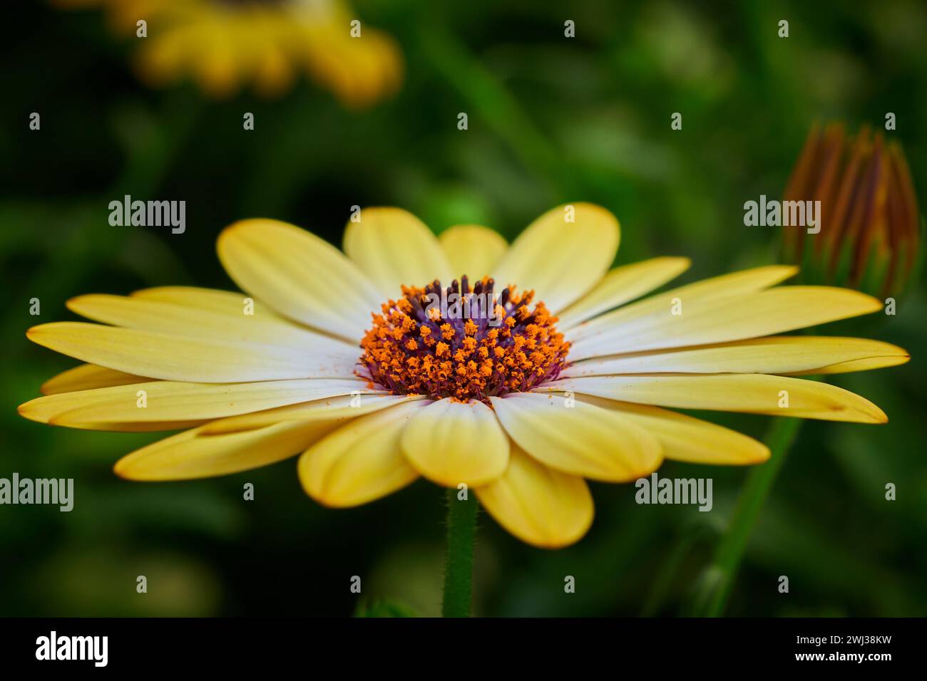 Beautiful African daisy (Osteospermum). Cape Daisy close-up Stock Photo ...