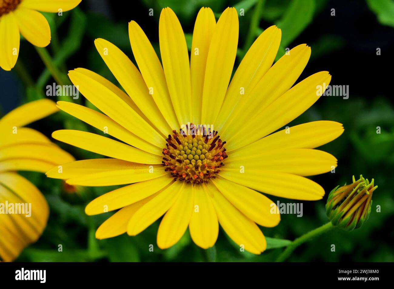 Beautiful African daisy (Osteospermum). Cape Daisy close-up Stock Photo ...