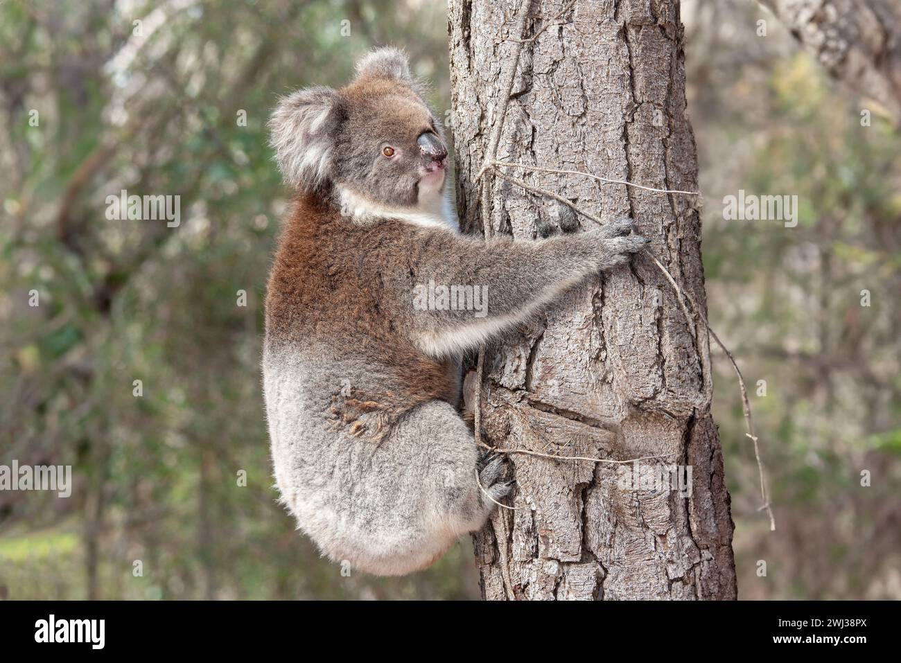 Australian Koala climbing large tree Stock Photo - Alamy