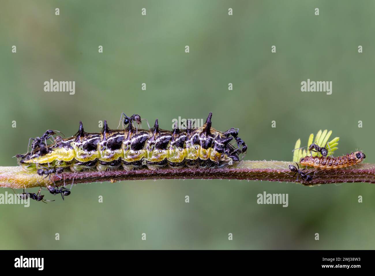 Australian Common Imperial Blue Butterfly Caterpillars being tendered ...