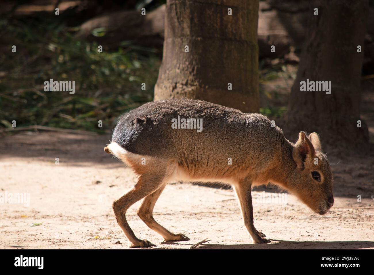 Patagonian maras are long-legged rodents with bodies similar to hoofed ...