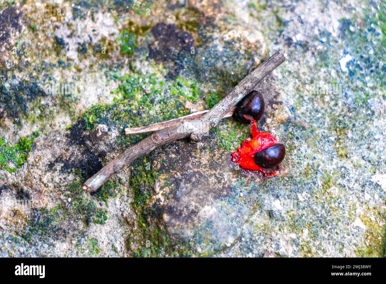 Tropical fruit shells fruits flowers and seeds on the forest ground in ...