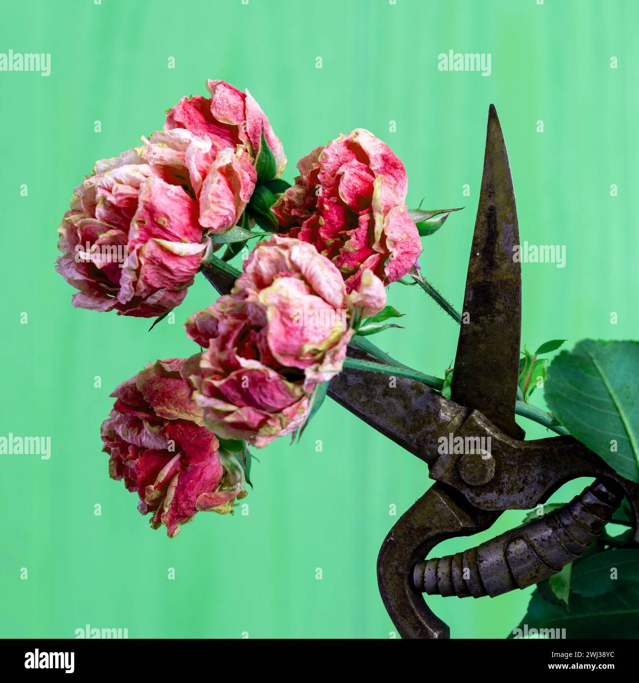 Cutting dried and faded single flower by an old gardening tool - steel ...