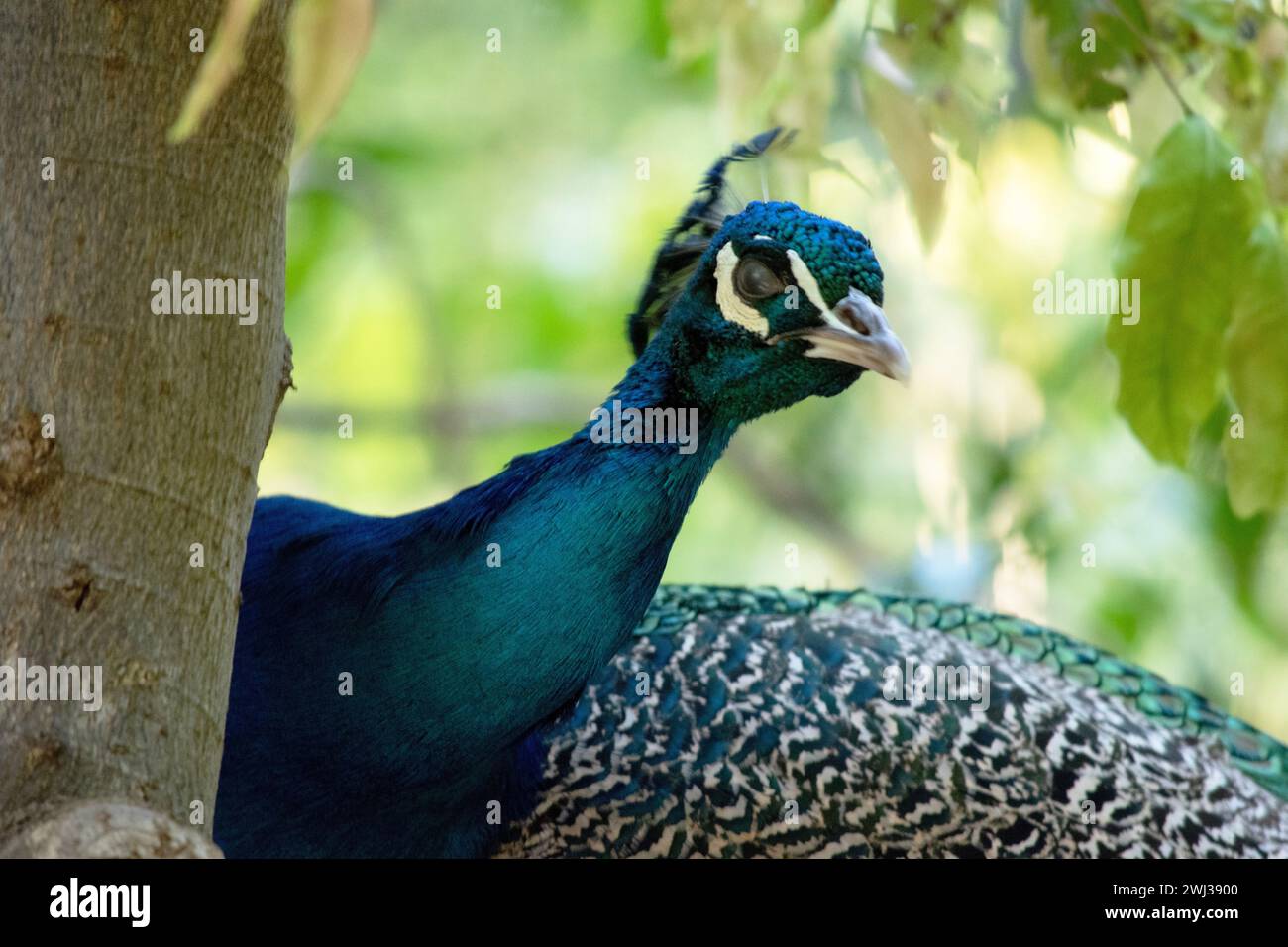 Peacocks are large, colorful blue pheasants known for their iridescent ...