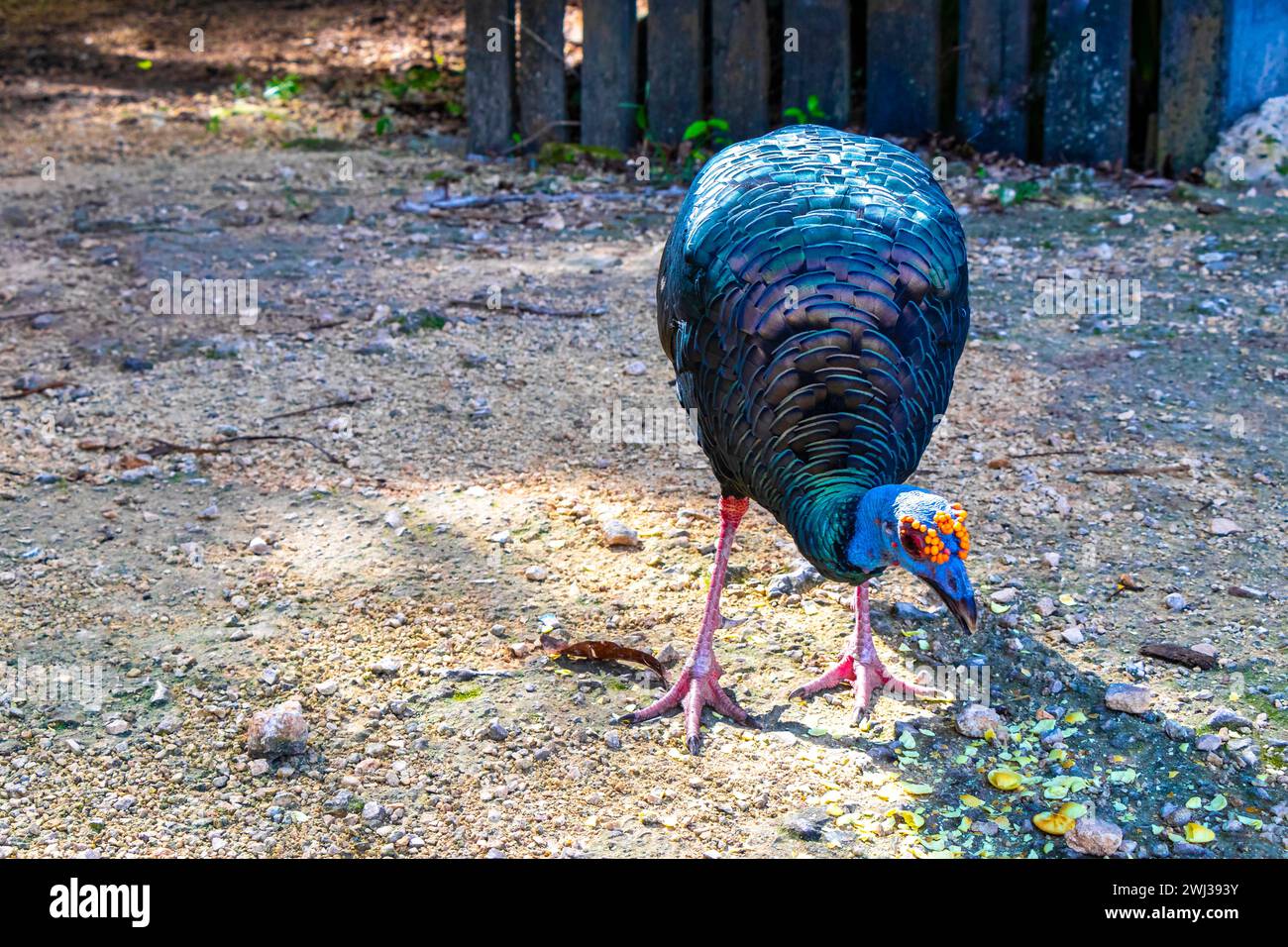 Beautiful colorful Ocellated Occellated turkey bird chicken in tropical ...