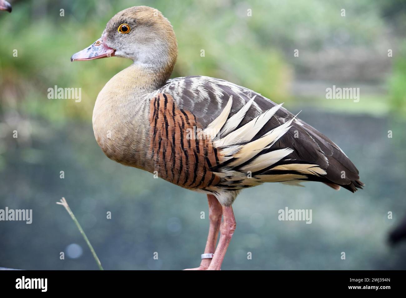 The plumed whistling duck's face and fore-neck are light, the crown and ...