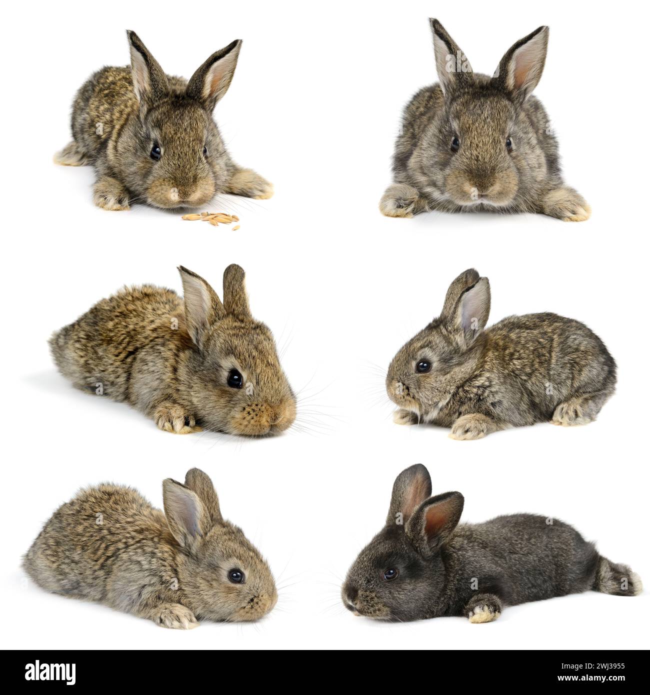 Collection of little rabbits from different angles isolated on white ...