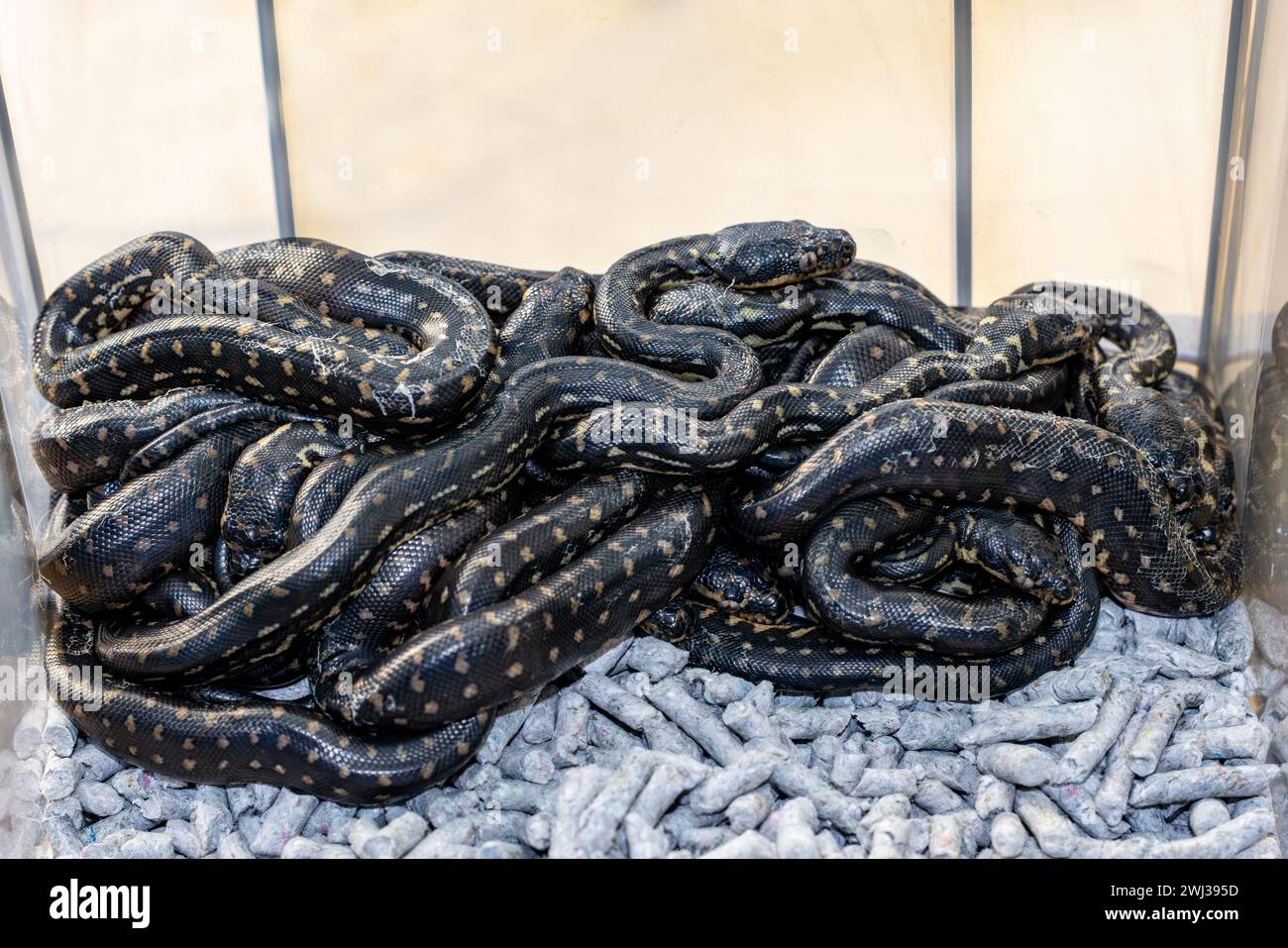Captive Hatchling Australian Diamond Pythons Stock Photo - Alamy
