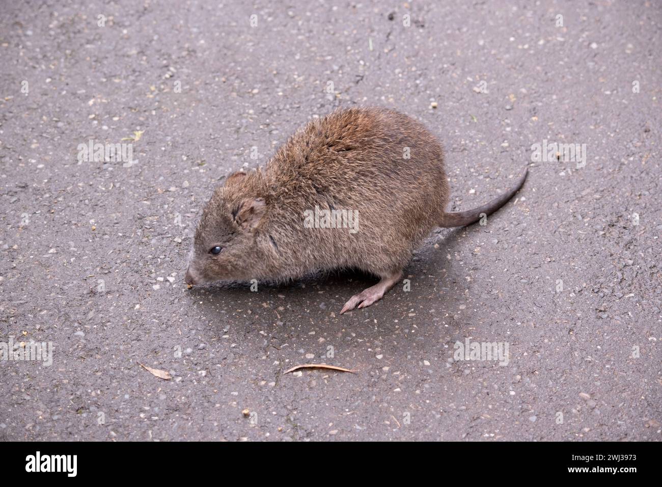 Long-nosed Potoroos have a long nose that tapers with a small patch of ...