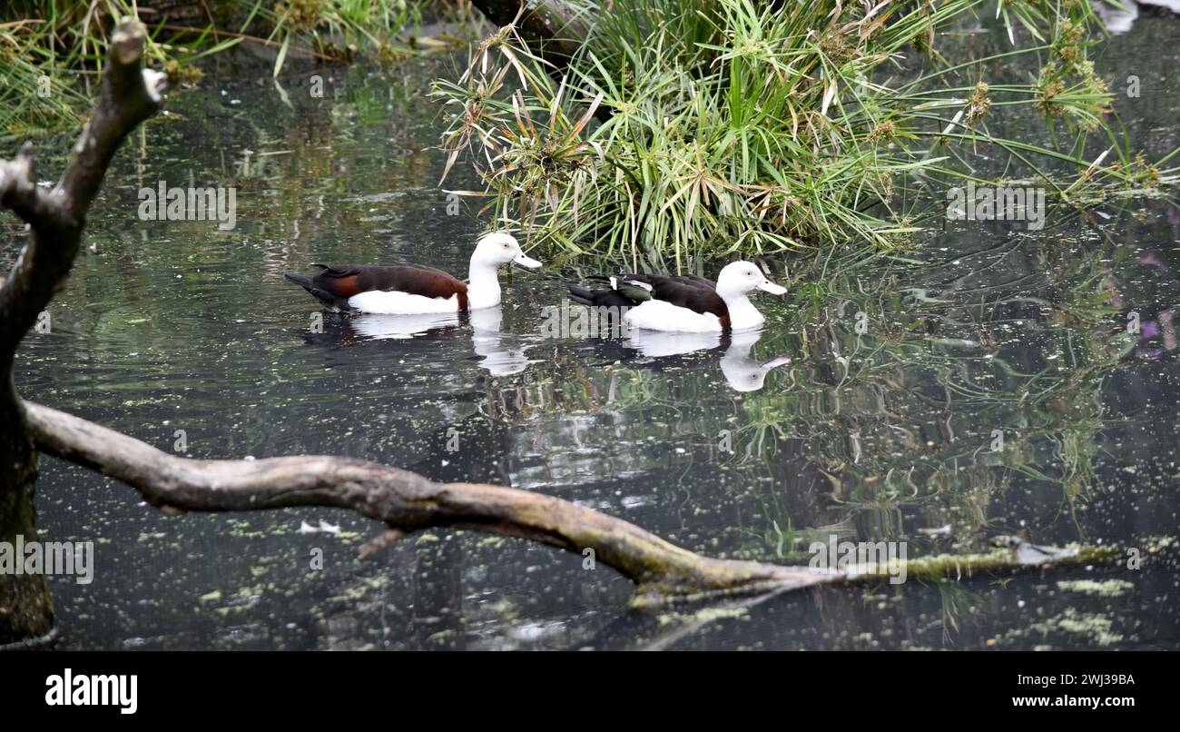 The Radjah Shelduck is white with a chestnut band across its chest. Its ...