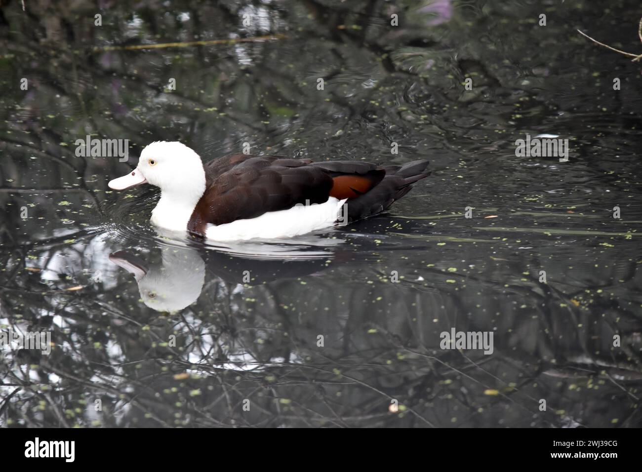 The Radjah Shelduck is white with a chestnut band across its chest. Its ...