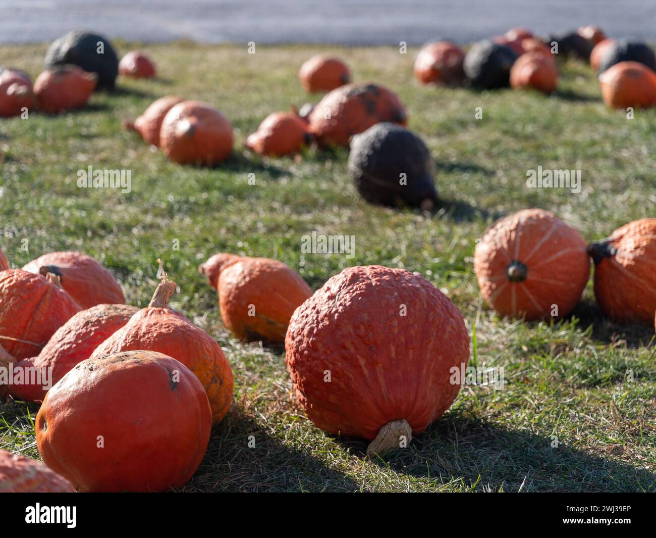 Gourds in field hi-res stock photography and images - Alamy