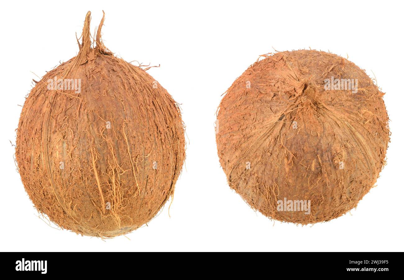 Coconut from different angles isolated on white background Stock Photo ...