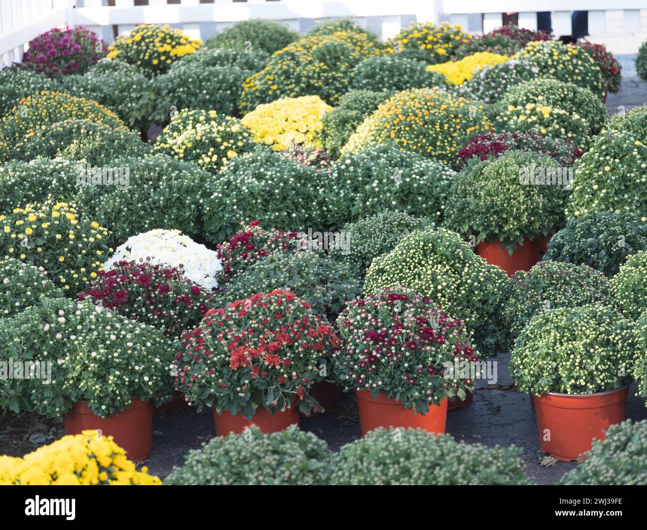 Fall mums hi-res stock photography and images - Alamy