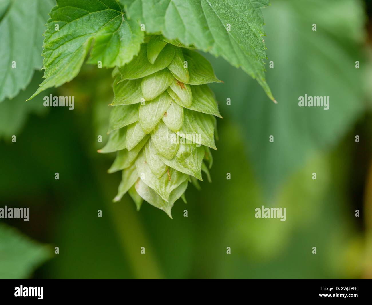 Wild hops hi-res stock photography and images - Alamy